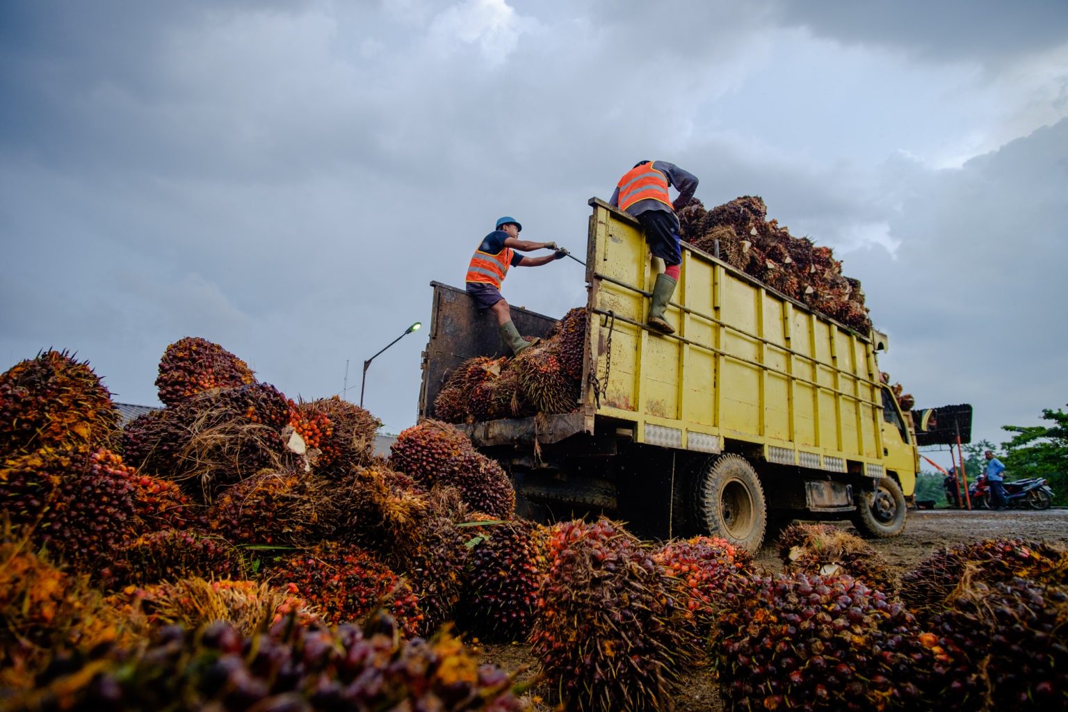 Produksi TBS PTPN IV Regional IV Jambi Capai 116 Persen, Lampaui Target ...